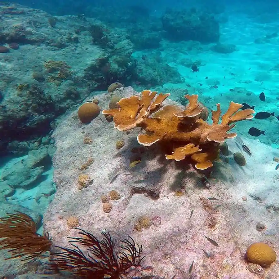 Explore - Mini Waves